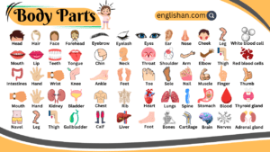 Parts of Body Name in English with Visuals • Englishan