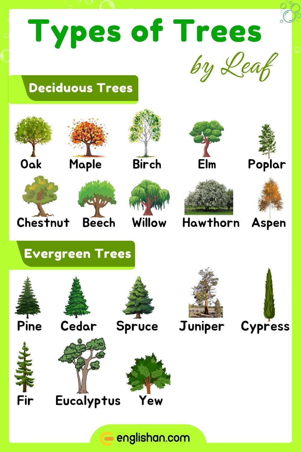 Types of Trees: Names and Facts You Should Know
