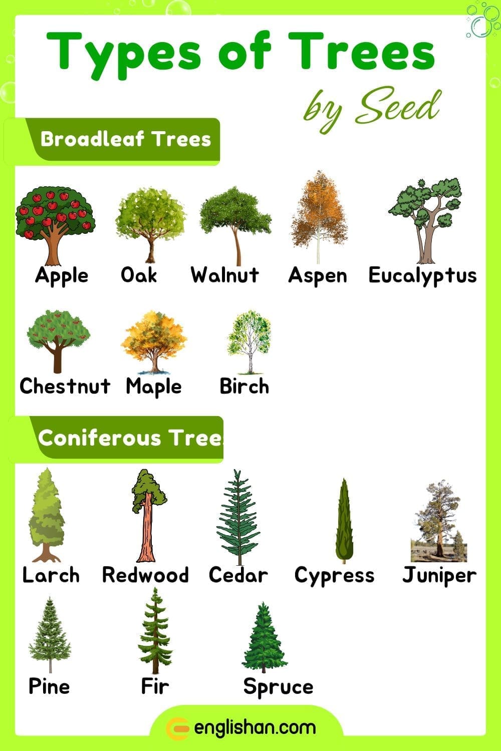 Types of Trees: Names and Facts You Should Know